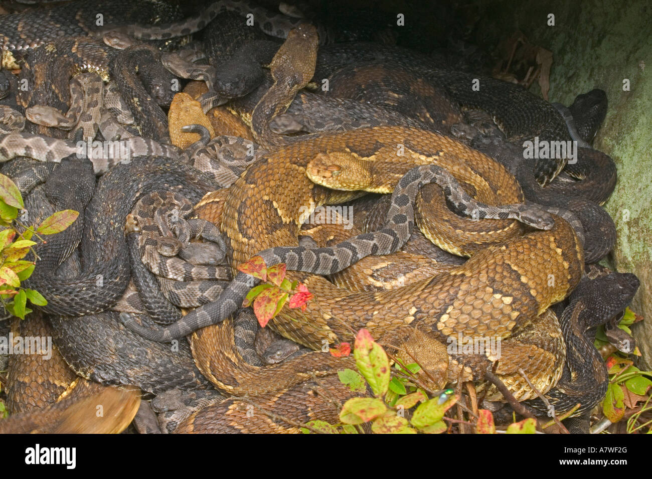 Timber Rattlesnakes, (Crotalus horridus), Pennsylvania, Adult female(s ...