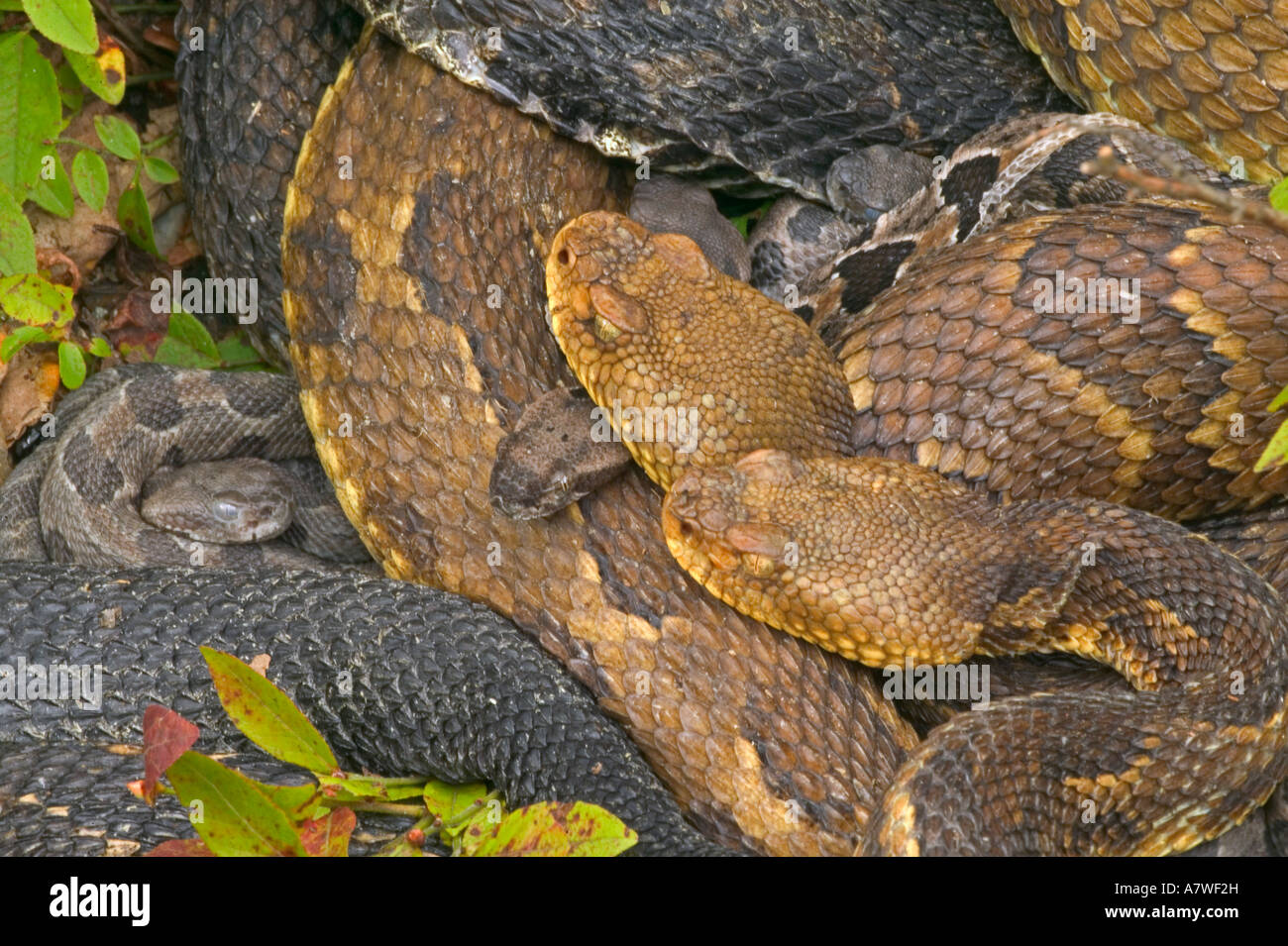 Timber Rattlesnakes, (Crotalus horridus), Pennsylvania, Adult female(s ...
