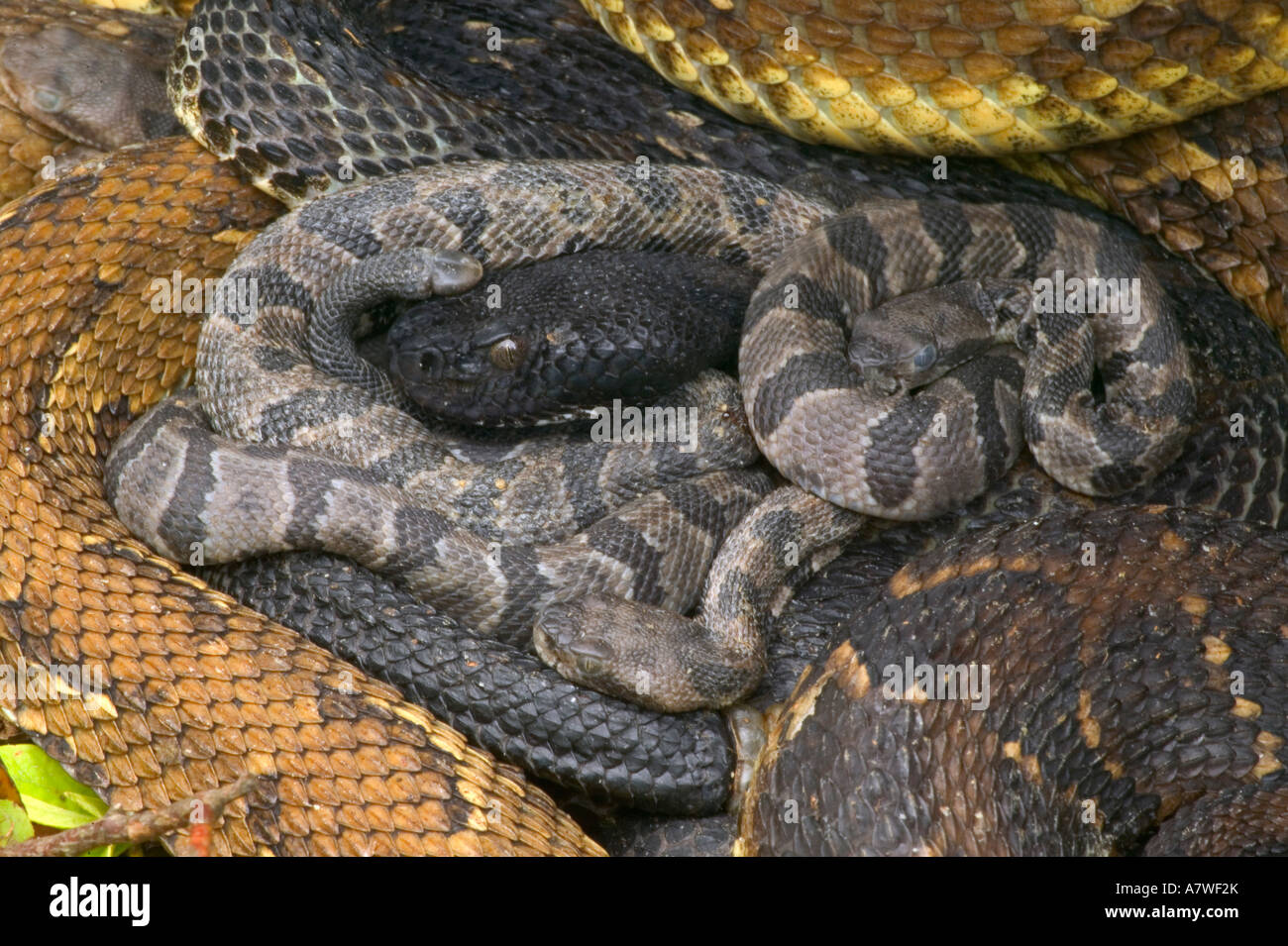 Timber Rattlesnakes, (Crotalus horridus), Pennsylvania, Adult female(s ...