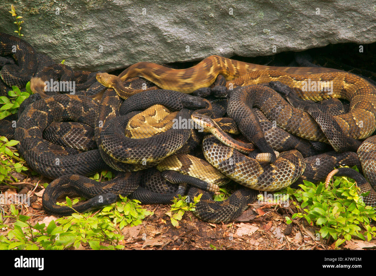 Timber rattlers hi-res stock photography and images - Alamy