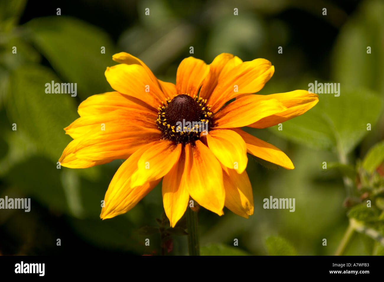 A single Orange Rudbeckia with green background Stock Photo - Alamy