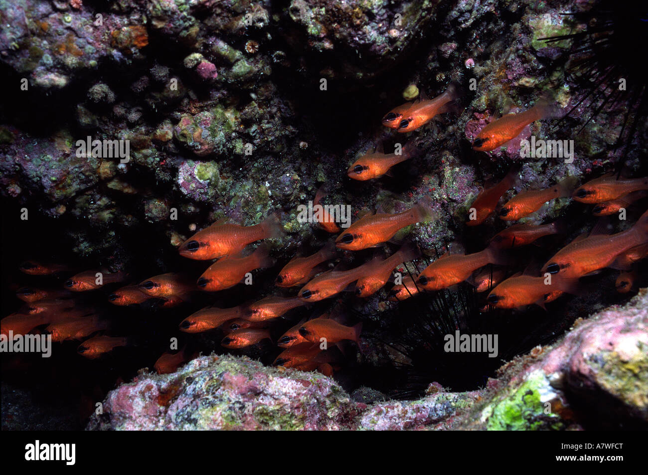 School of Cardinal fish Stock Photo - Alamy