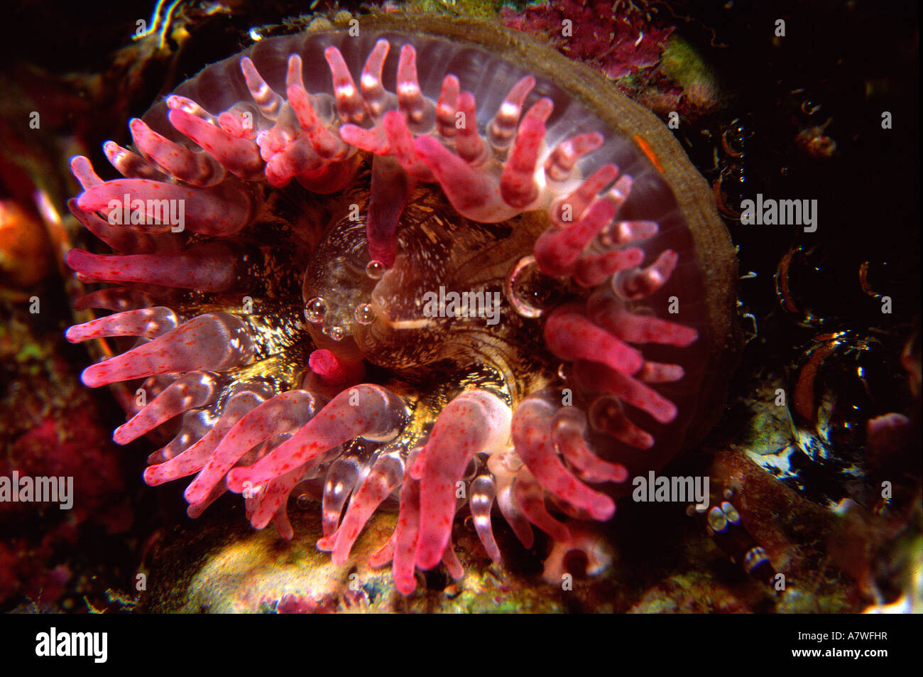 Young anemon showing its beautiful colours Stock Photo - Alamy