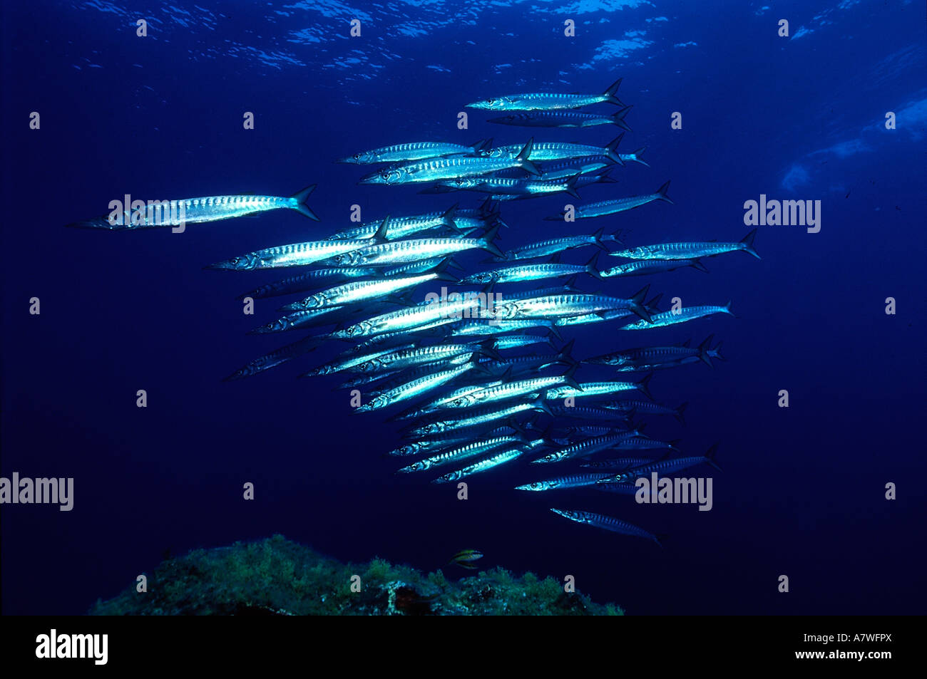 Sphyraena baracuda hi-res stock photography and images - Alamy