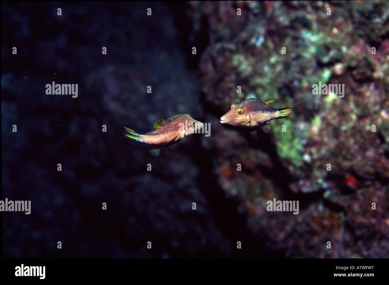 Two young Sharpnose Puffer trying to approximate Stock Photo - Alamy