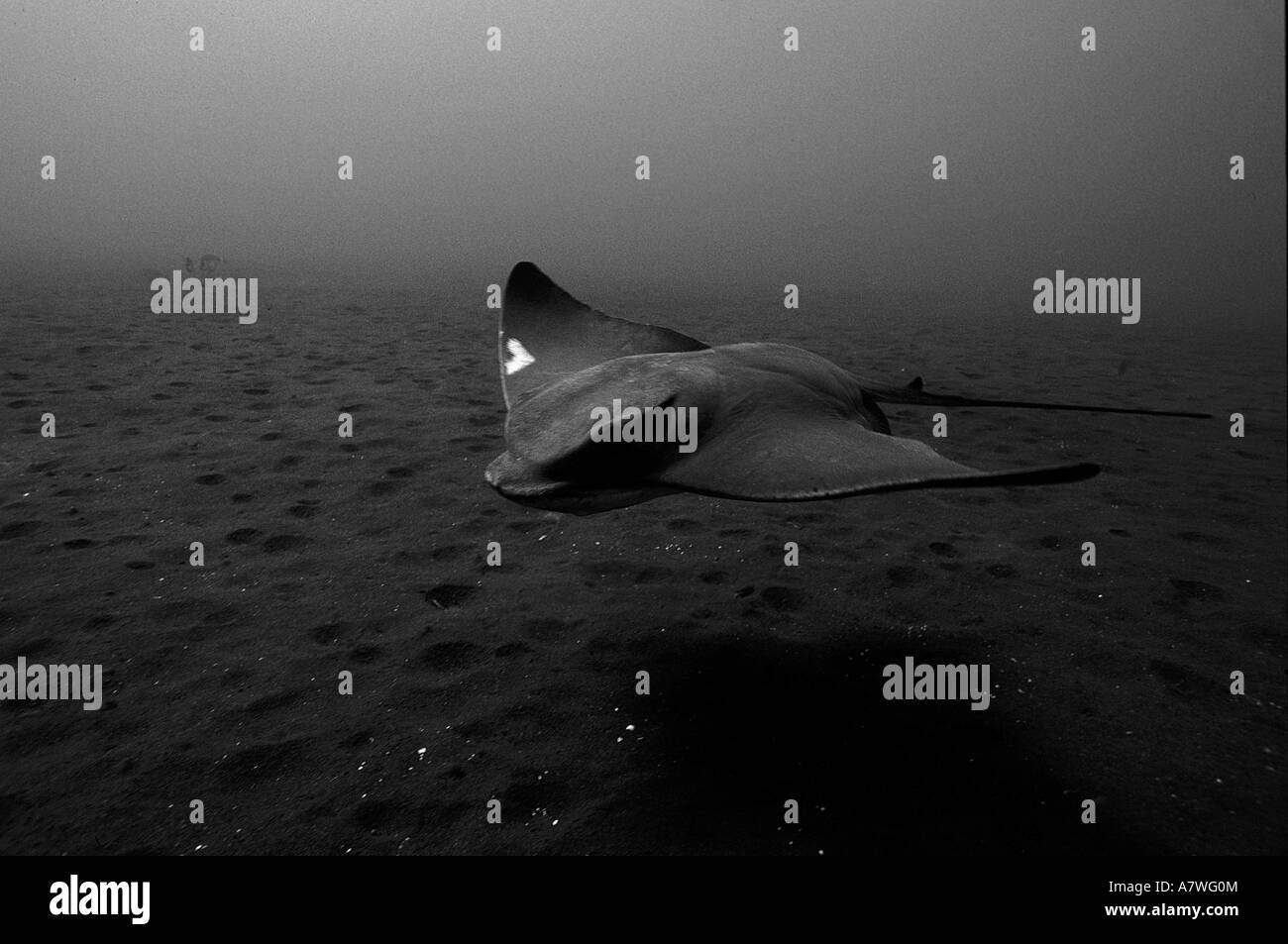 Common eagle ray hi-res stock photography and images - Alamy