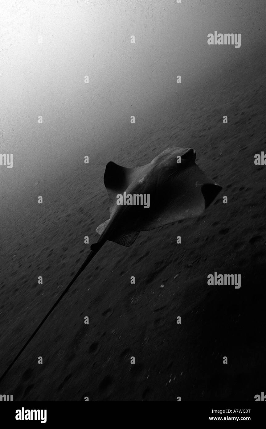 Common eagle ray hi-res stock photography and images - Alamy