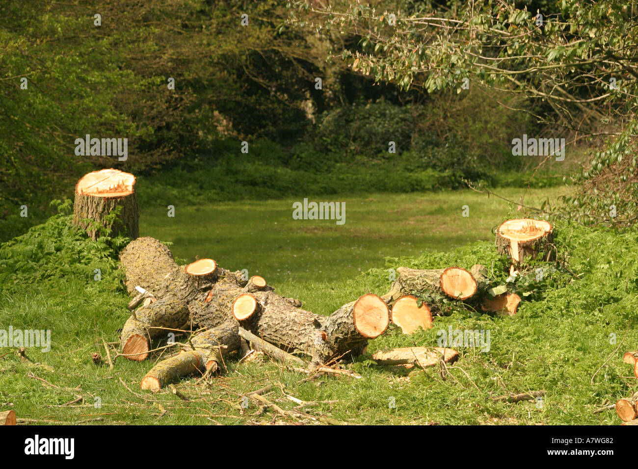 Freshly felled trees and stumps Stock Photo - Alamy