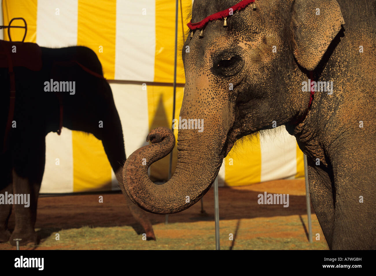 Elephants circus hi-res stock photography and images - Alamy