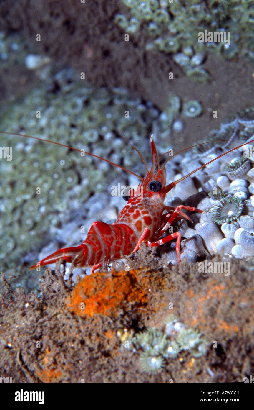 Prawn in its habitat Stock Photo - Alamy
