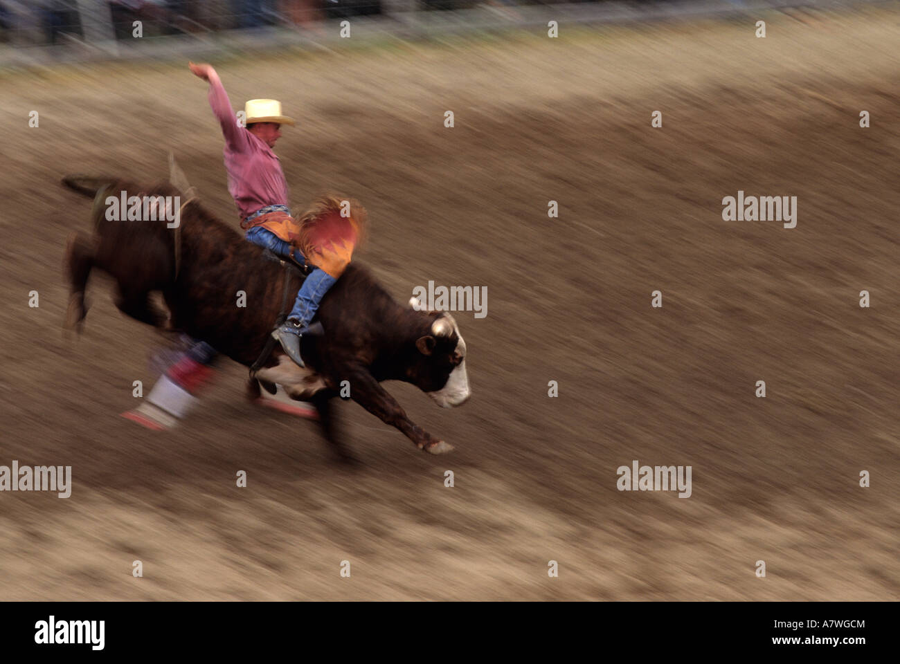Rodeo cowboy bull riding USA Stock Photo - Alamy