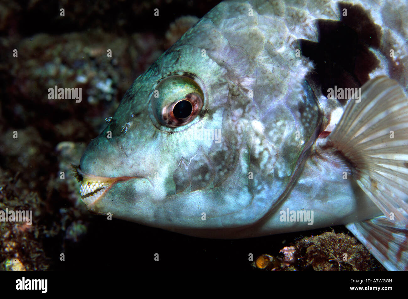 Parrotfish in its male stage foreground detail Stock Photo - Alamy