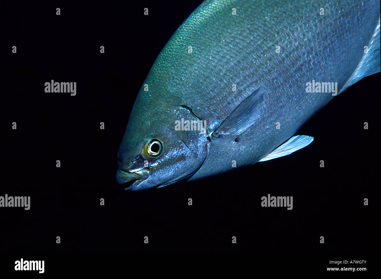 Foreground of a Sea chop Stock Photo - Alamy