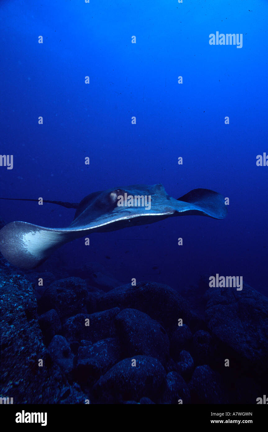 flying black rayfish Stock Photo - Alamy