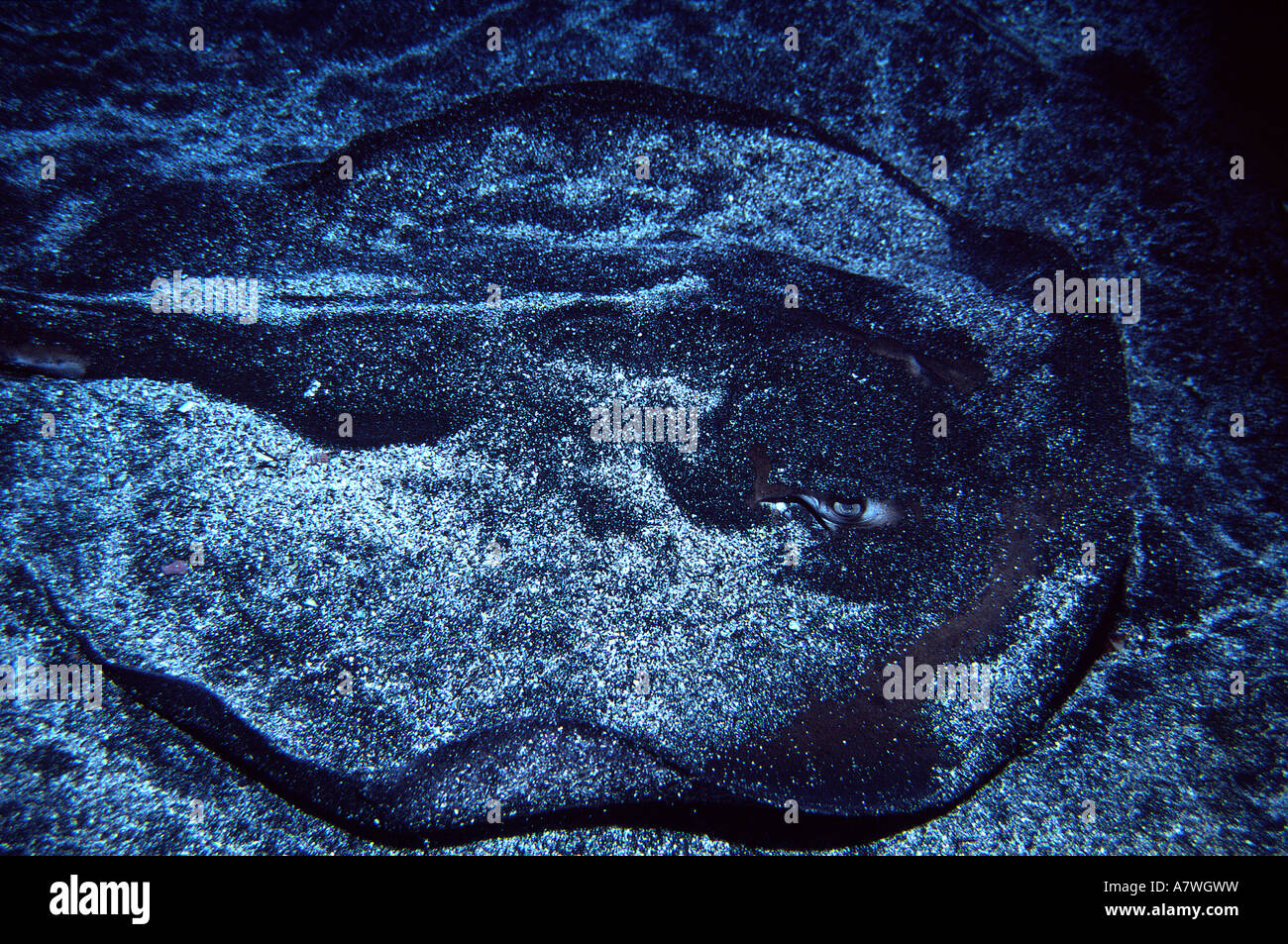 Rayfish High Resolution Stock Photography and Images - Alamy