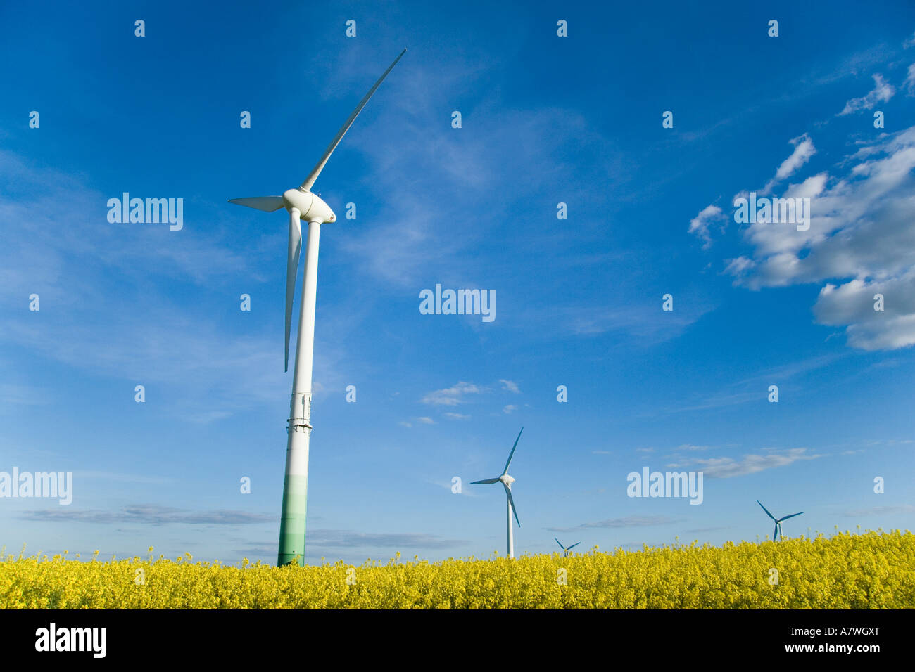 Wind engine in field of rape Stock Photo - Alamy