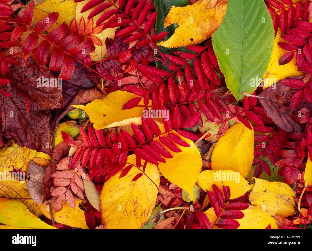 Autumn leaves study Stock Photo - Alamy