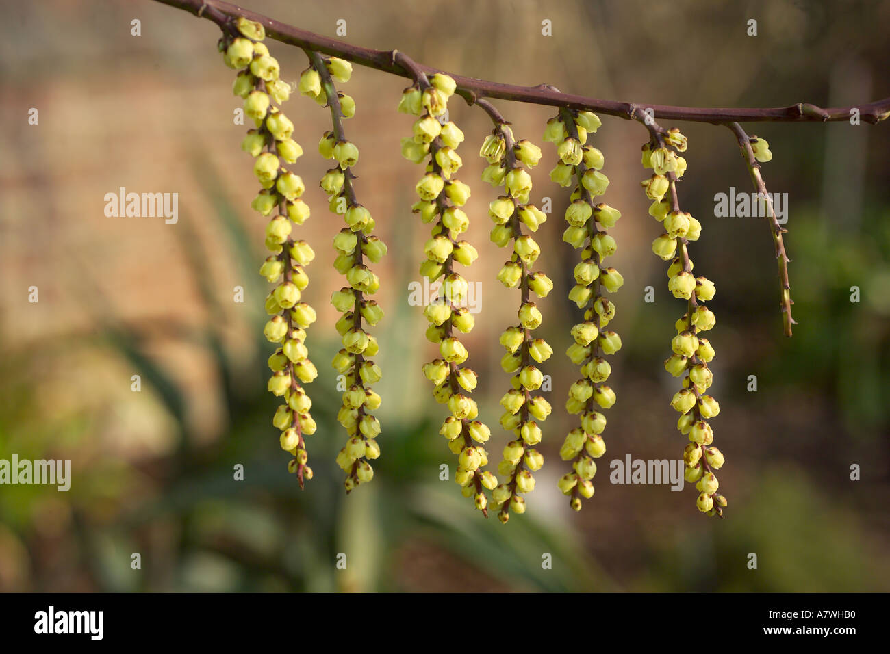 Stachyurus chinensis hi-res stock photography and images - Alamy