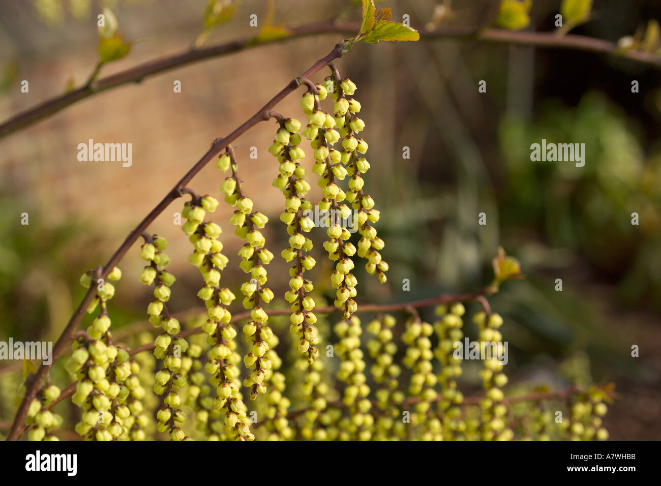 Stachyurus chinensis hi-res stock photography and images - Alamy