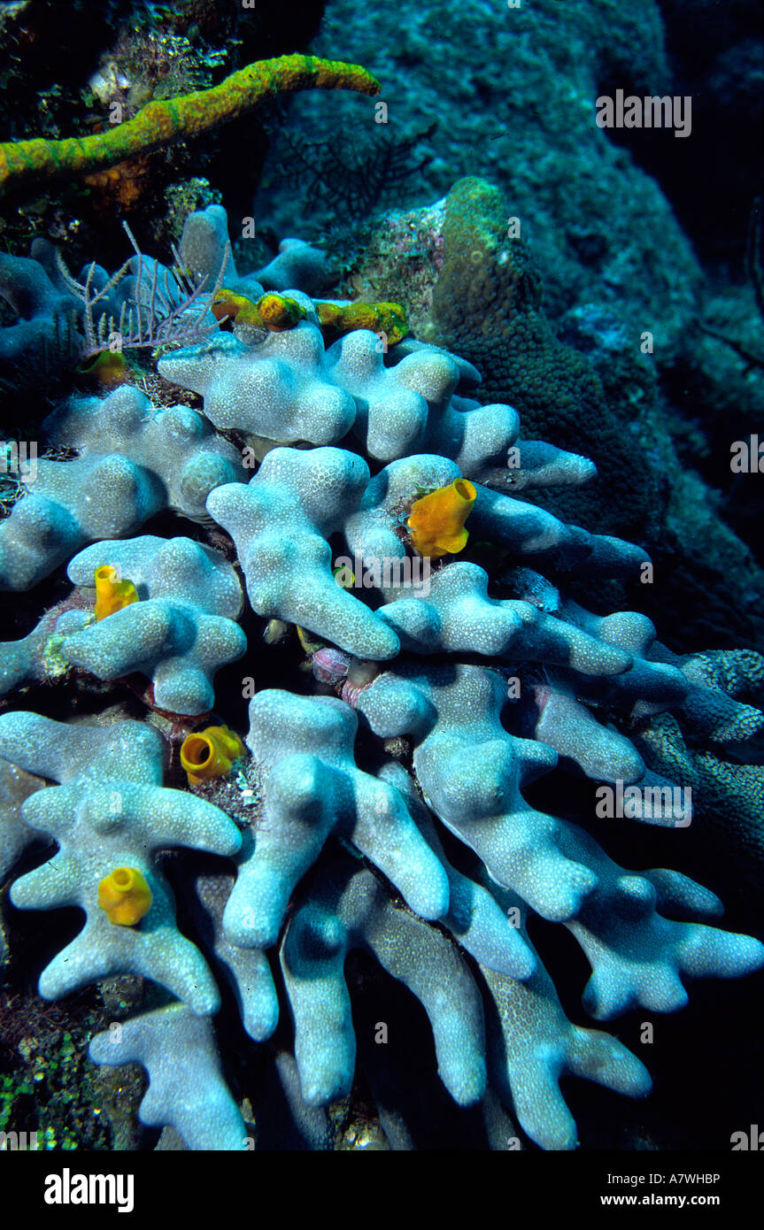 This finger sponge shows us a beautiful design Stock Photo - Alamy