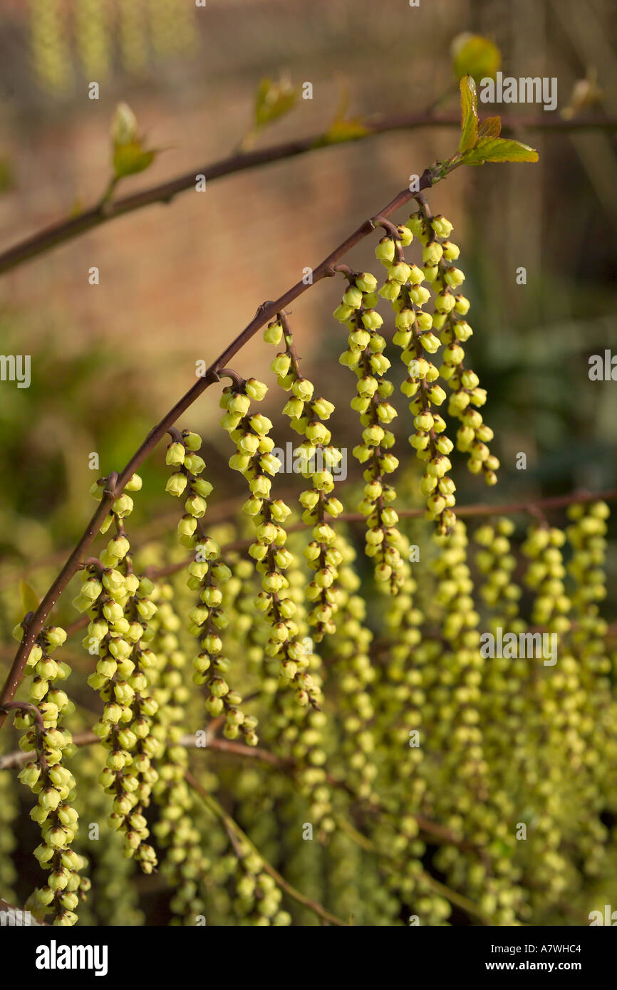 Stachyurus chinensis High Resolution Stock Photography and Images - Alamy