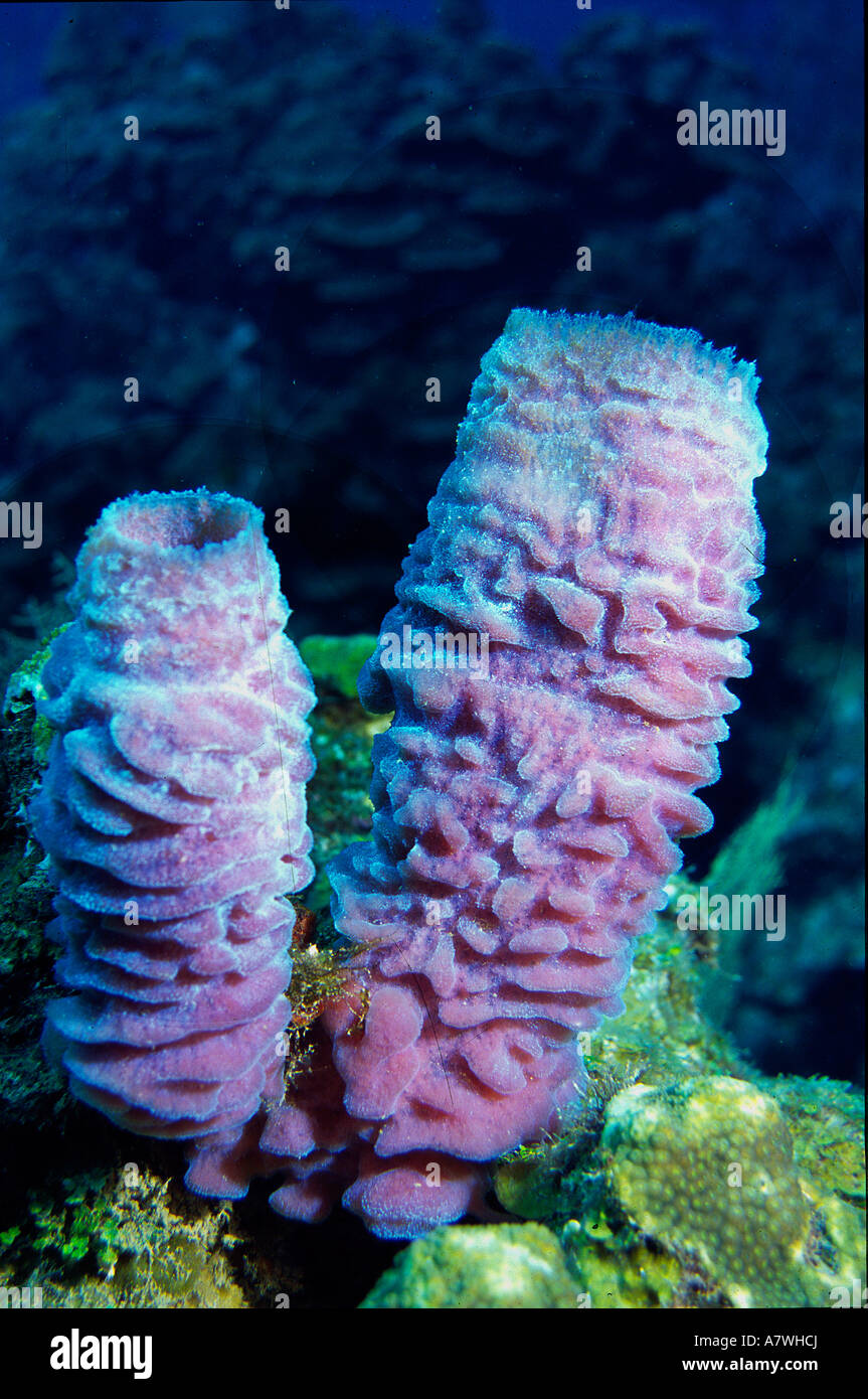 Beautiful design of these young sponges barril Stock Photo - Alamy