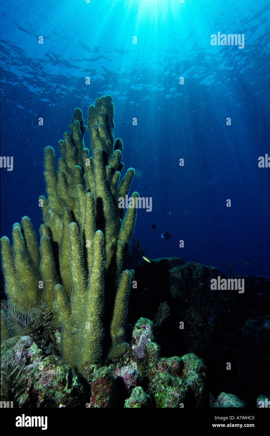 Pillar Coral the hot caribbean waters facilitate its reproduction Stock ...