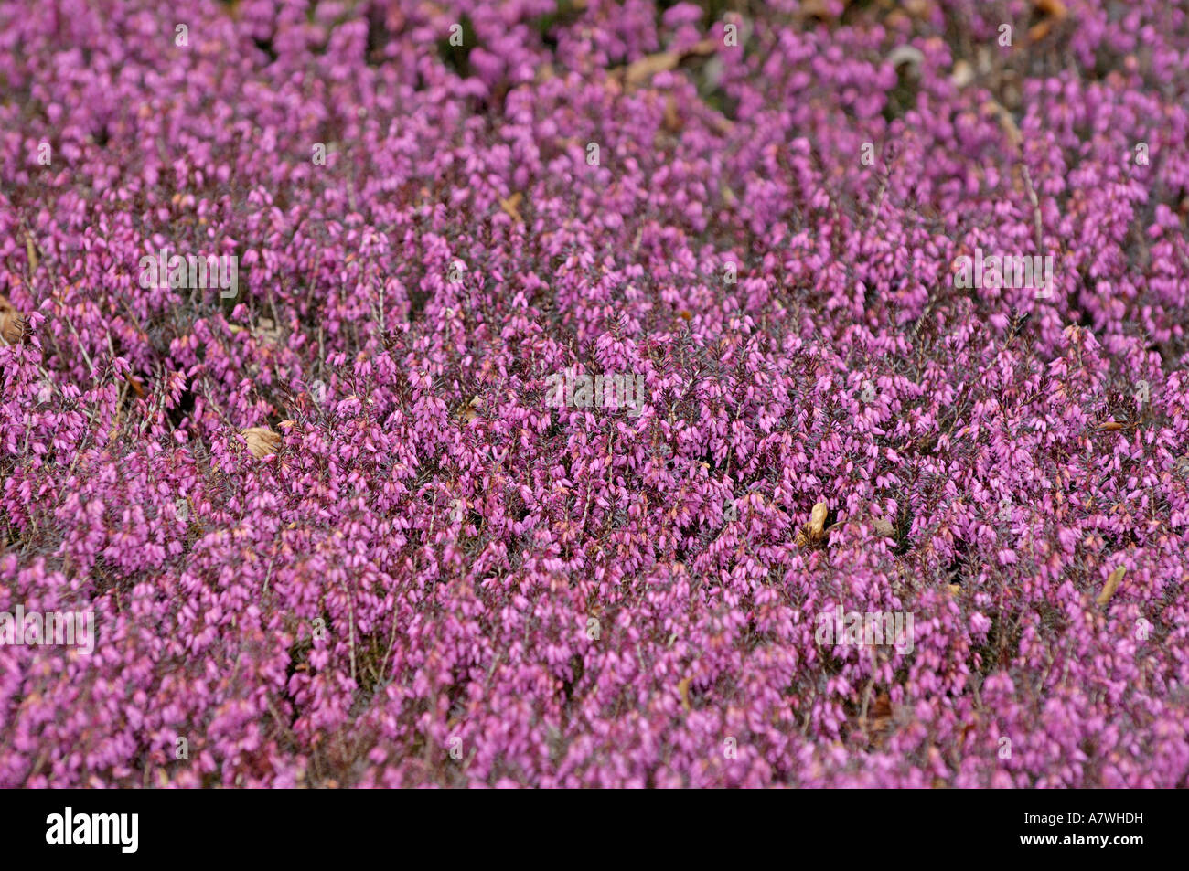 Erica, Calluna vulgaris Stock Photo - Alamy