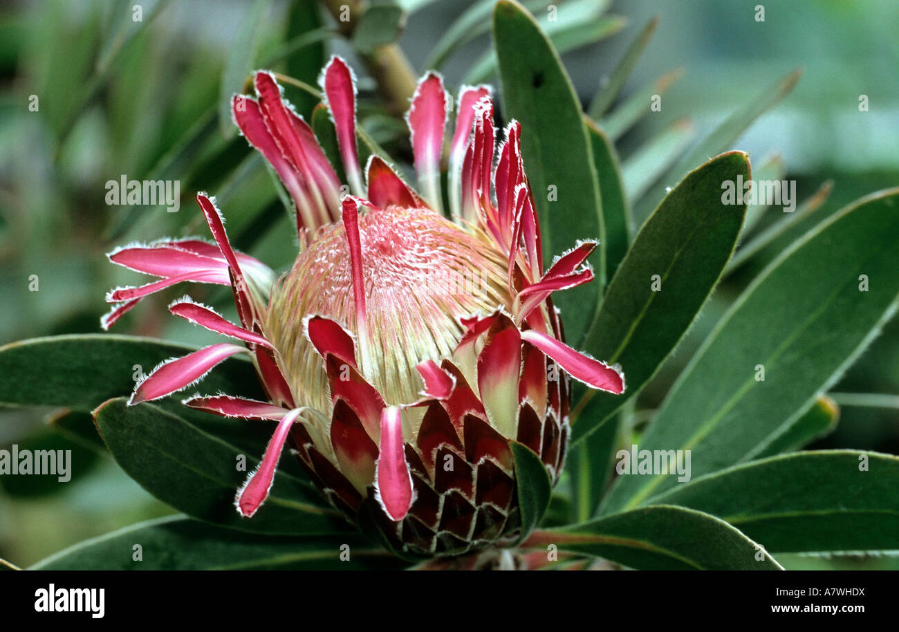 Festitum hi-res stock photography and images - Alamy