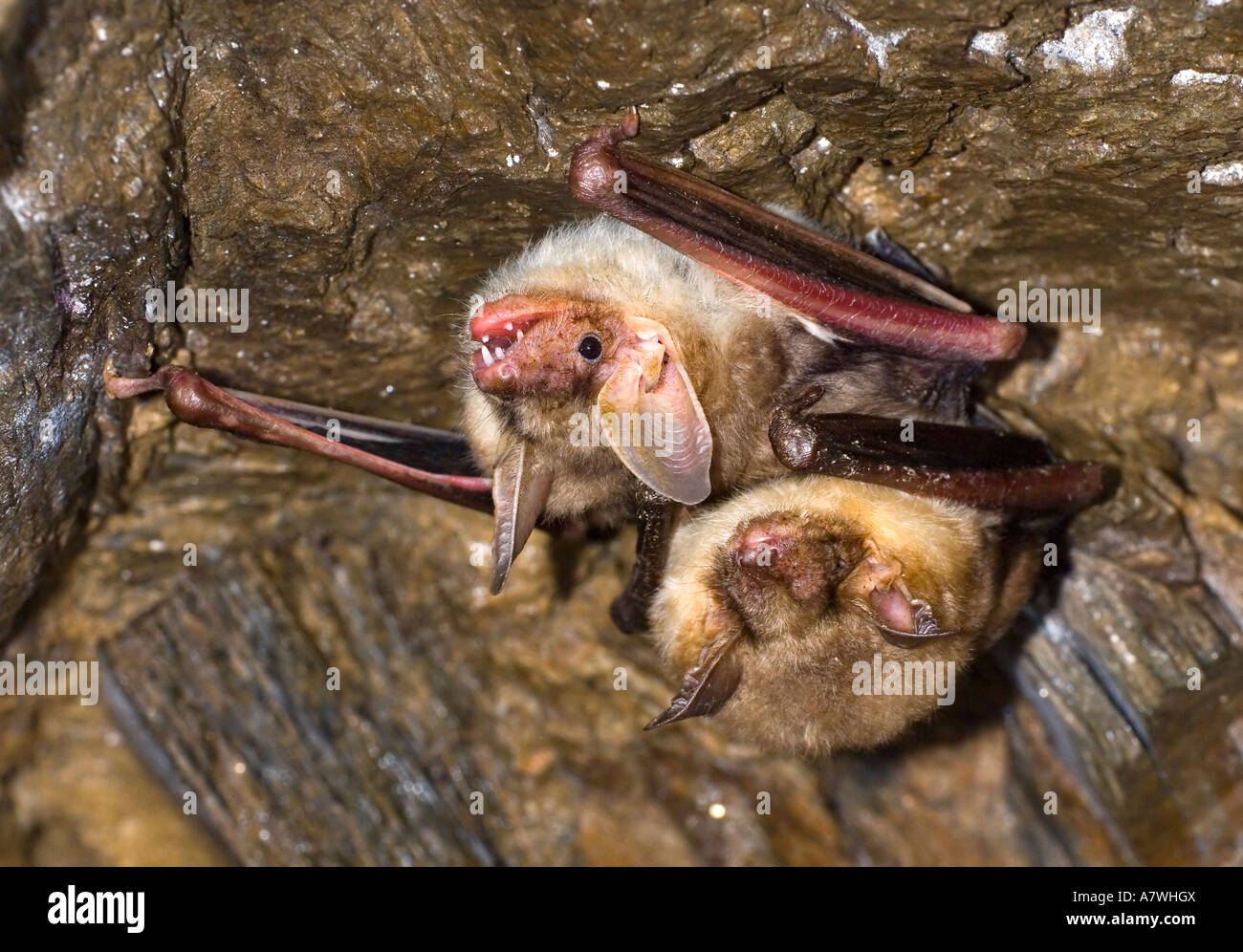 Greater mouse eared bat hi-res stock photography and images - Alamy