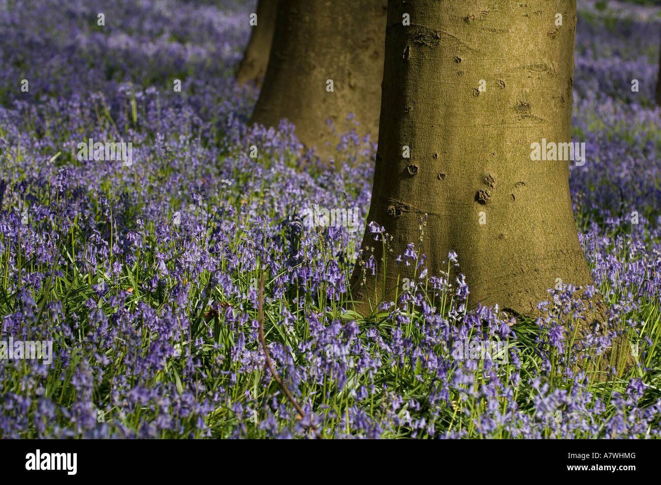Hallerbos-Forest with bluebell Stock Photo - Alamy