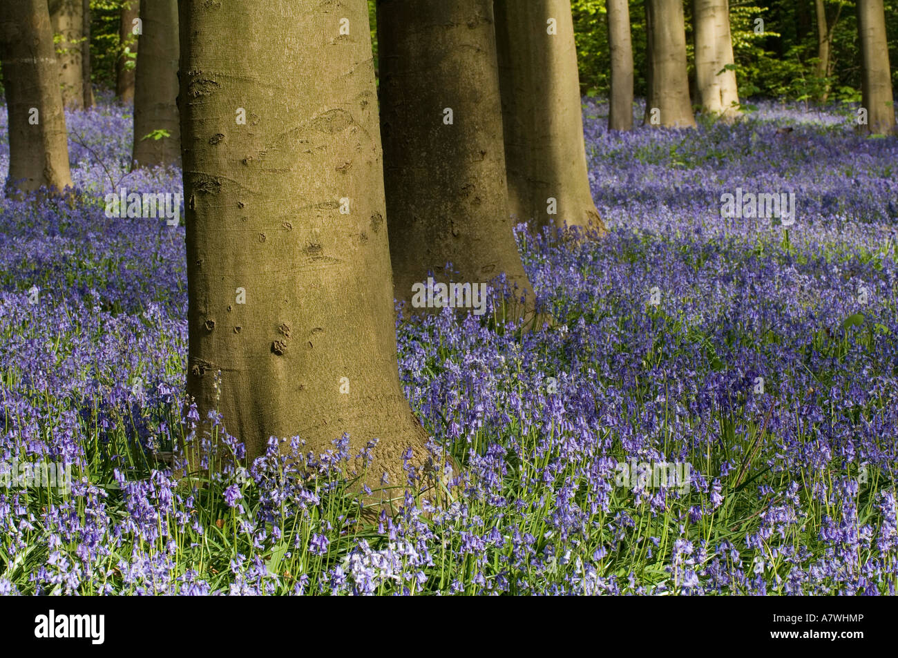 Hallerbos-Forest with bluebell Stock Photo - Alamy