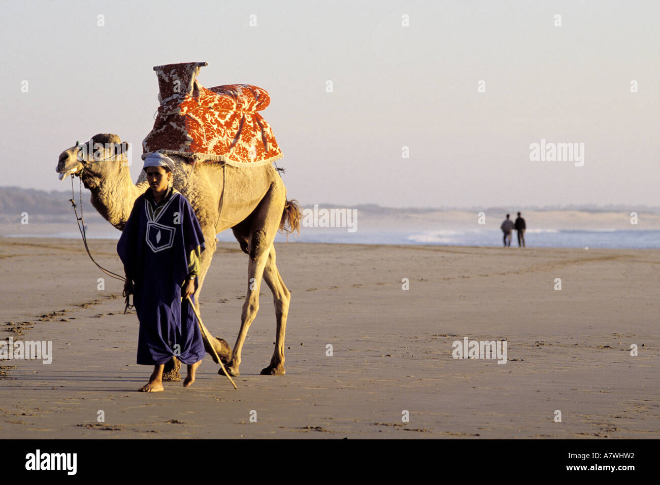 Agadir camel hi-res stock photography and images - Alamy