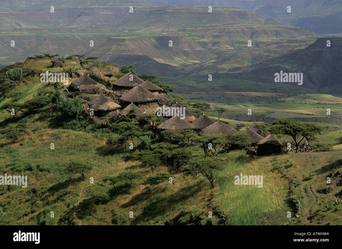 Wollo hi-res stock photography and images - Alamy