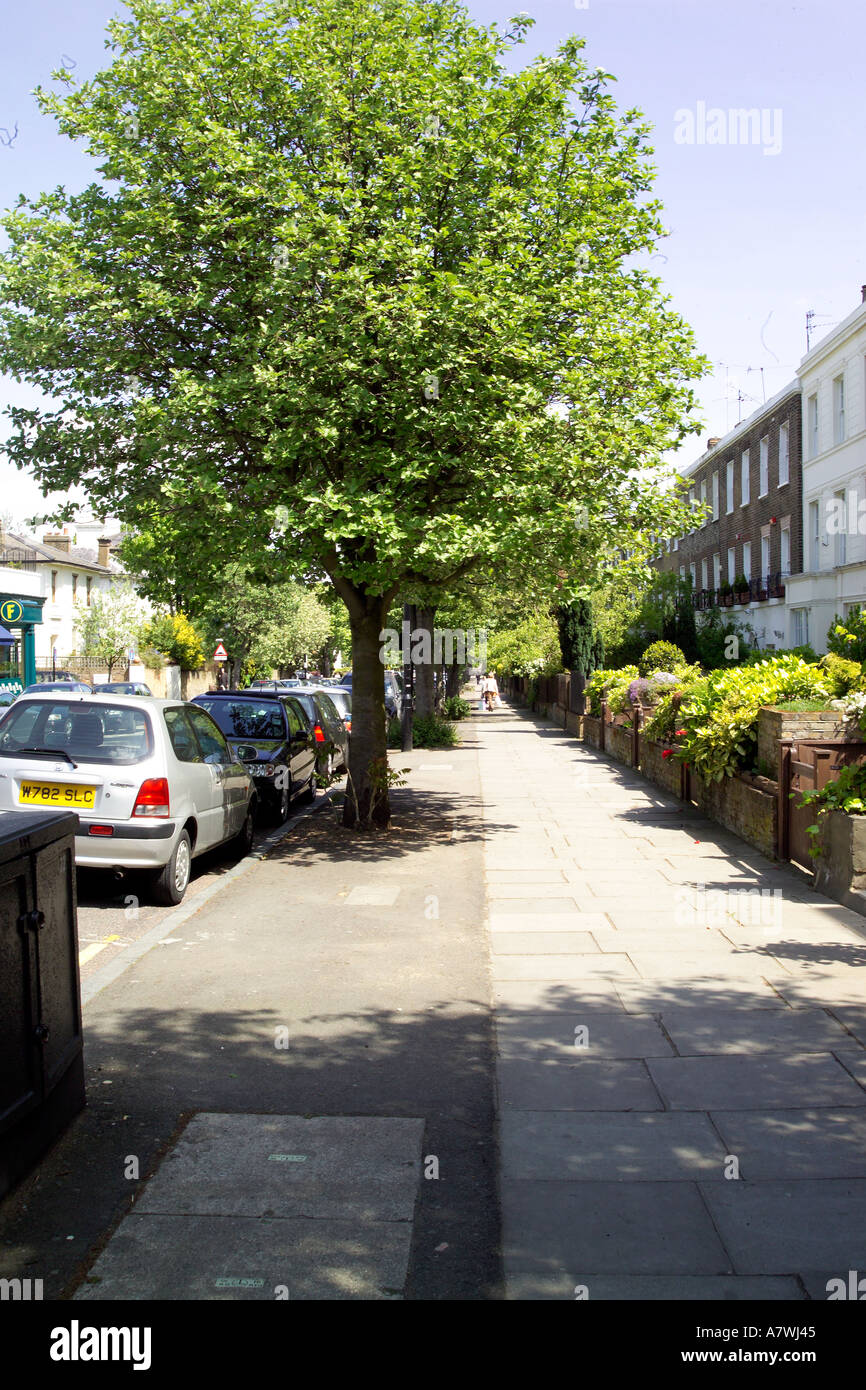 tree lined street in London Stock Photo - Alamy