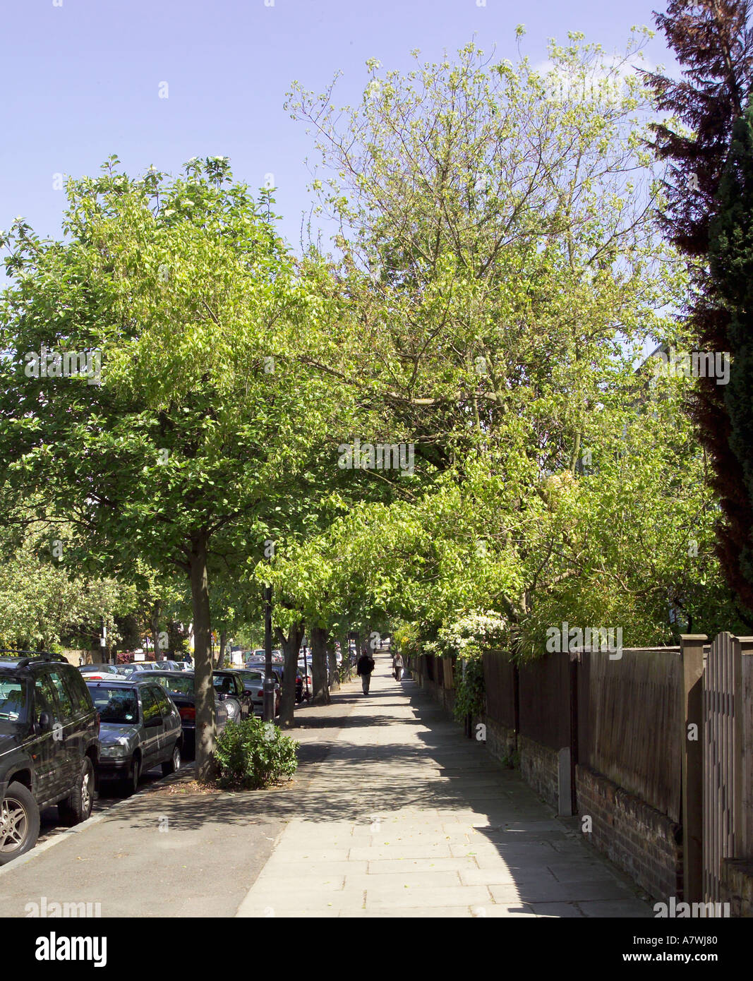tree lined street in London Stock Photo - Alamy