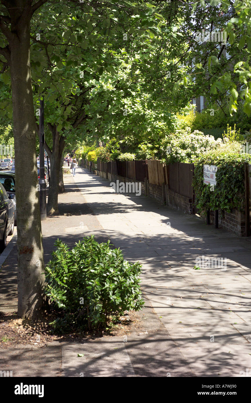 tree lined street in London Stock Photo - Alamy