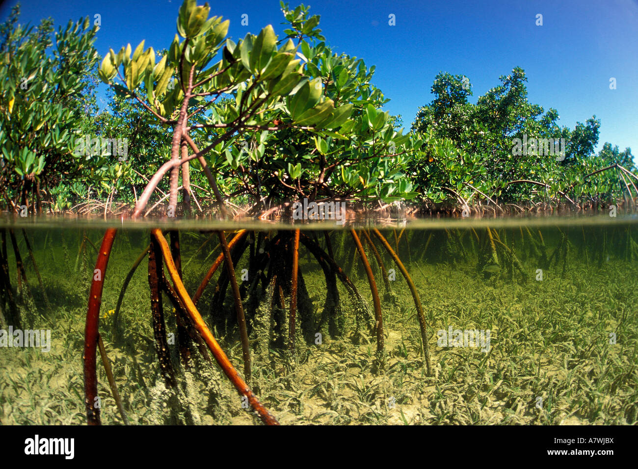 Red mangrove Rhizophora stylosa Bimini Atlantic Ocean Stock Photo - Alamy