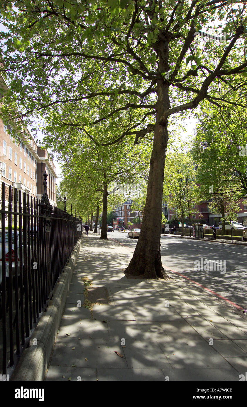 Tree lined street in London with railings on a sunny April day Stock ...