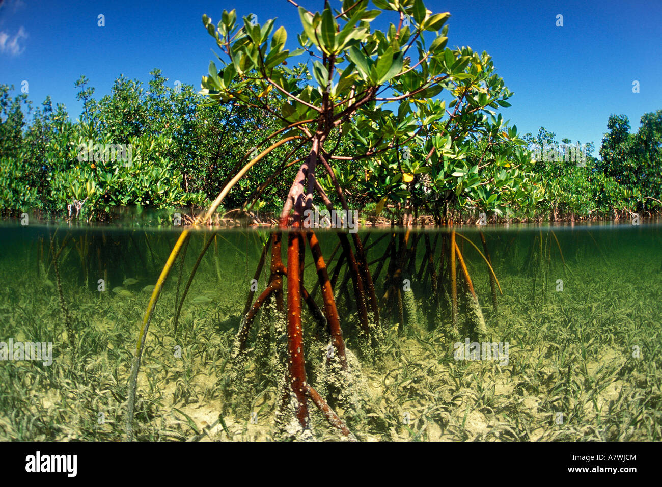 Red mangrove Rhizophora stylosa Bimini Atlantic Ocean Stock Photo - Alamy