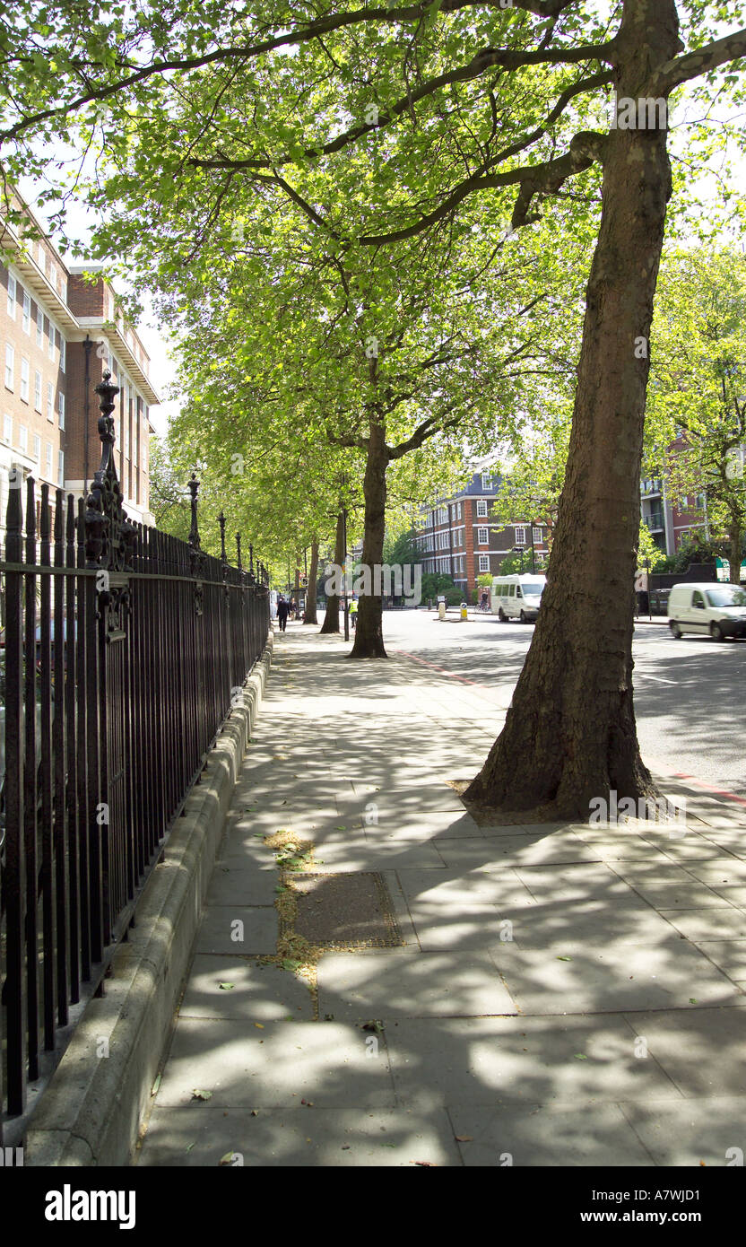 Tree lined street in London with railings on a sunny April day Stock ...