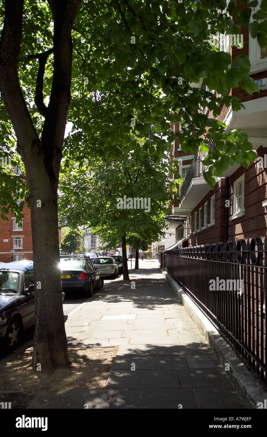 tree lined street in London Stock Photo - Alamy