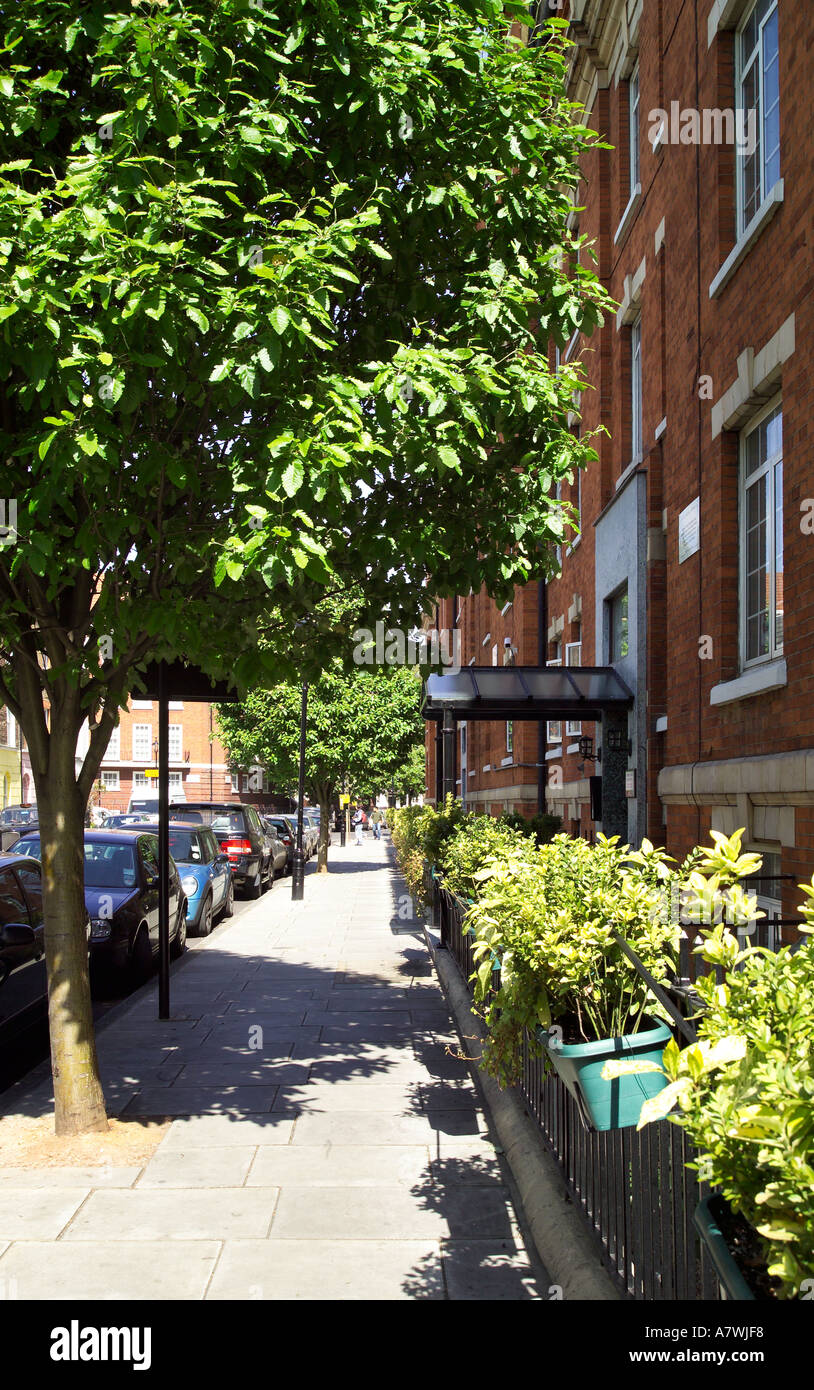 tree lined street in London Stock Photo - Alamy