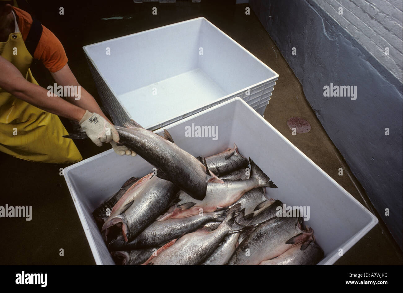 Packing salmon fish container hi-res stock photography and images - Alamy