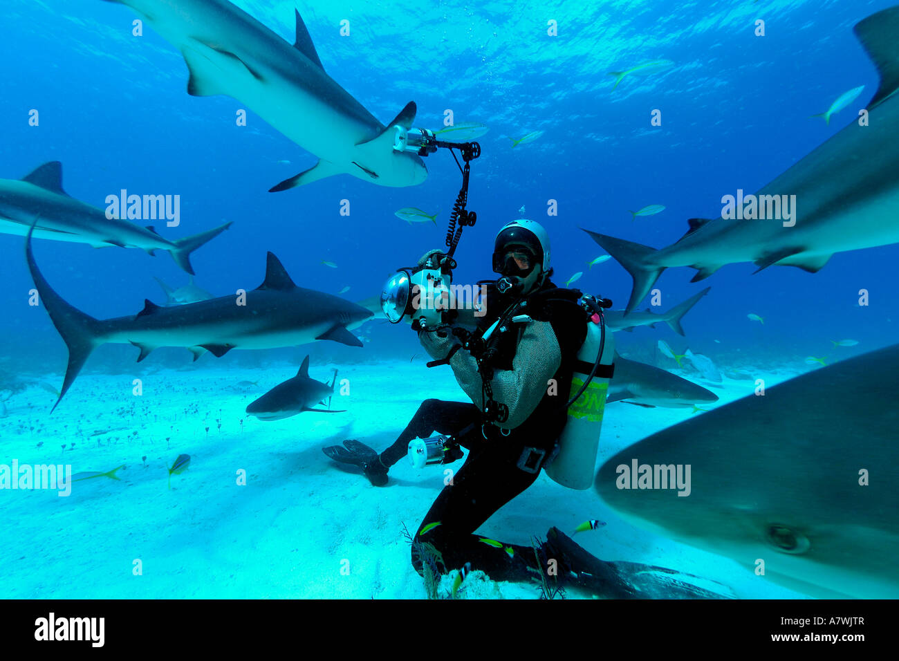 Caribbean reef shark Carcharhinus perezi and diver Bahamas Atlantic ...
