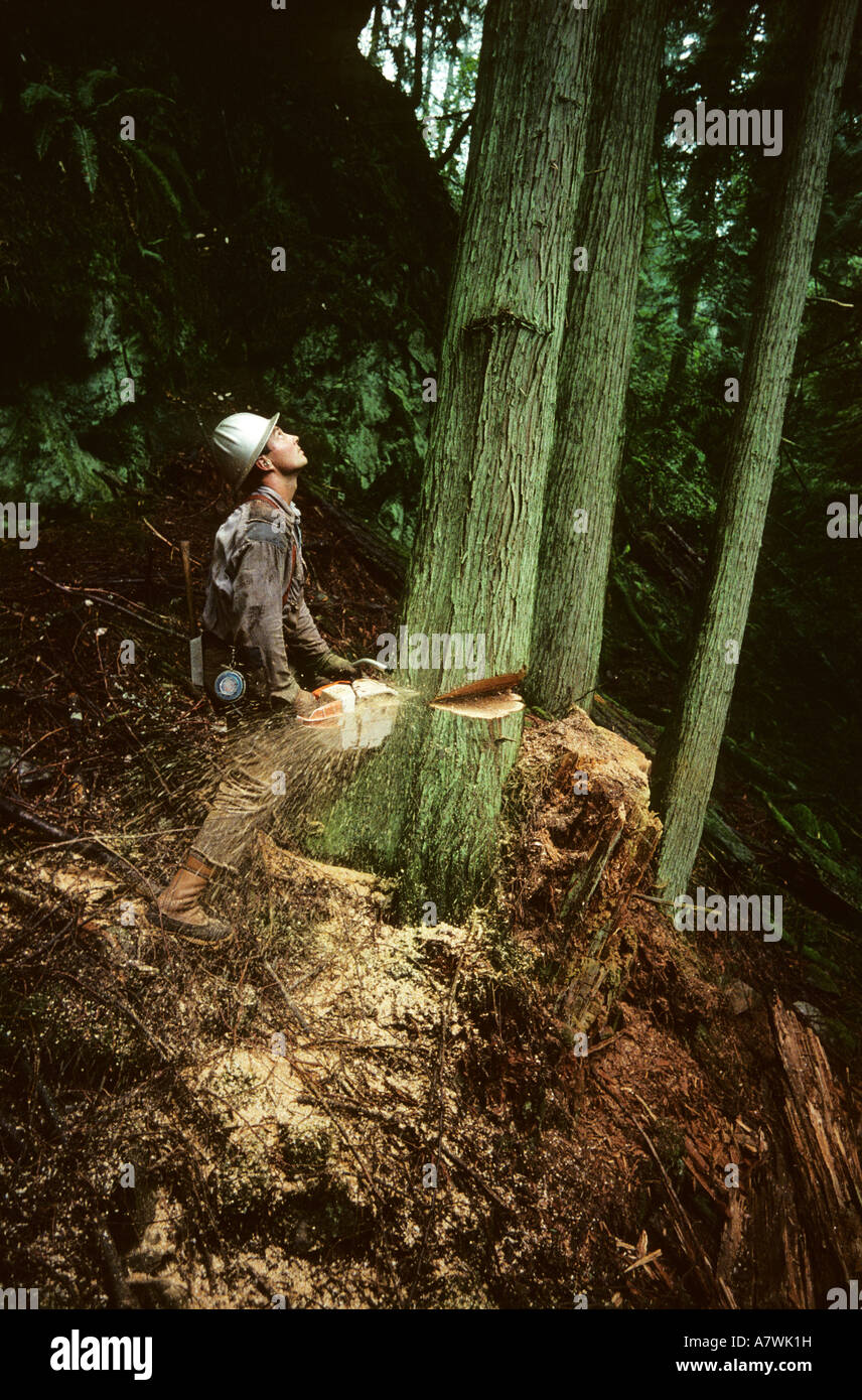 Felling Pacific red cedar tree Washington State USA Stock Photo - Alamy