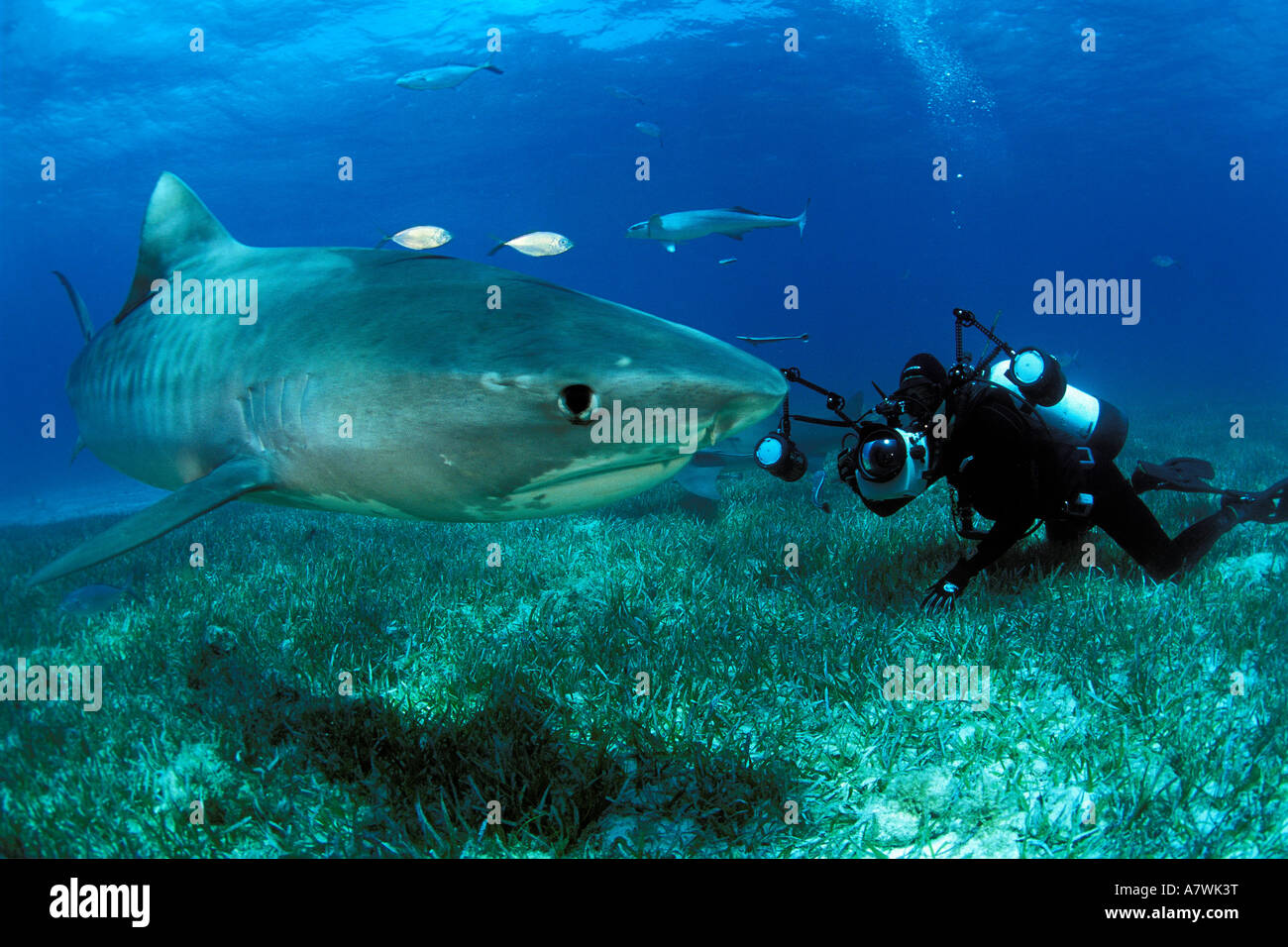 Tiger shark Galeocerdo cuvier and diver Bahamas Atlantic Ocean Stock ...