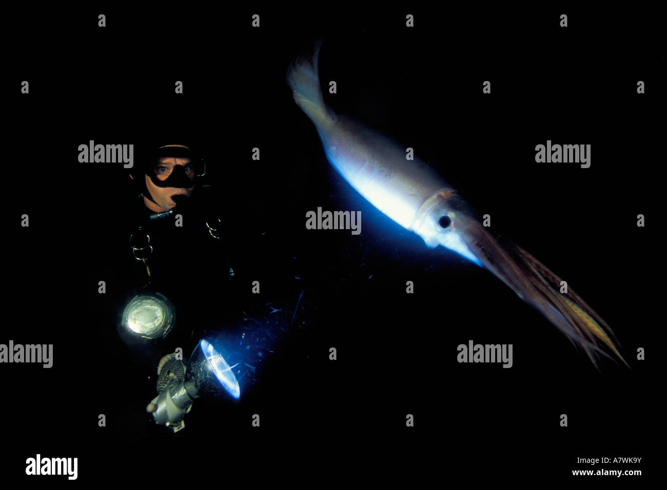 Humboldt squid Dosidicus gigas Sea of Cortez Mexico Stock Photo - Alamy