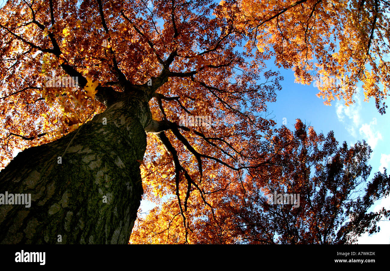 Colourful leaves of a high trunk oak tree Stock Photo - Alamy