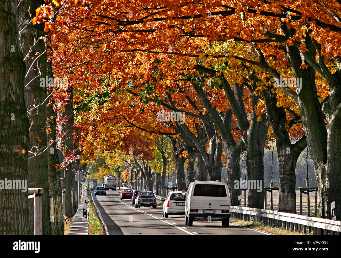 Avenue in autumn Stock Photo - Alamy